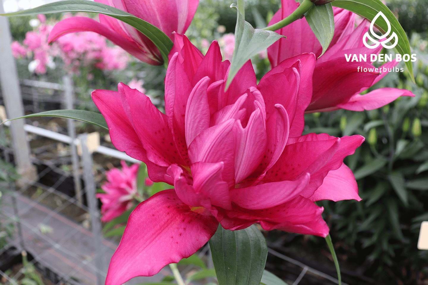 Roselily Floretta® - Roselily - Van den Bos Flowerbulbs